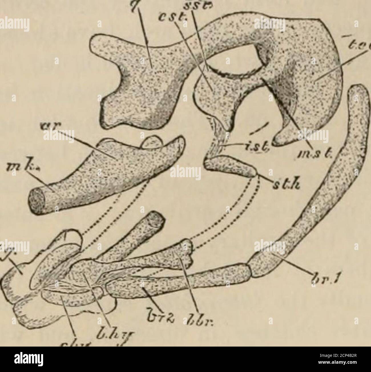 Bird cartilage hi-res stock photography and images - Alamy