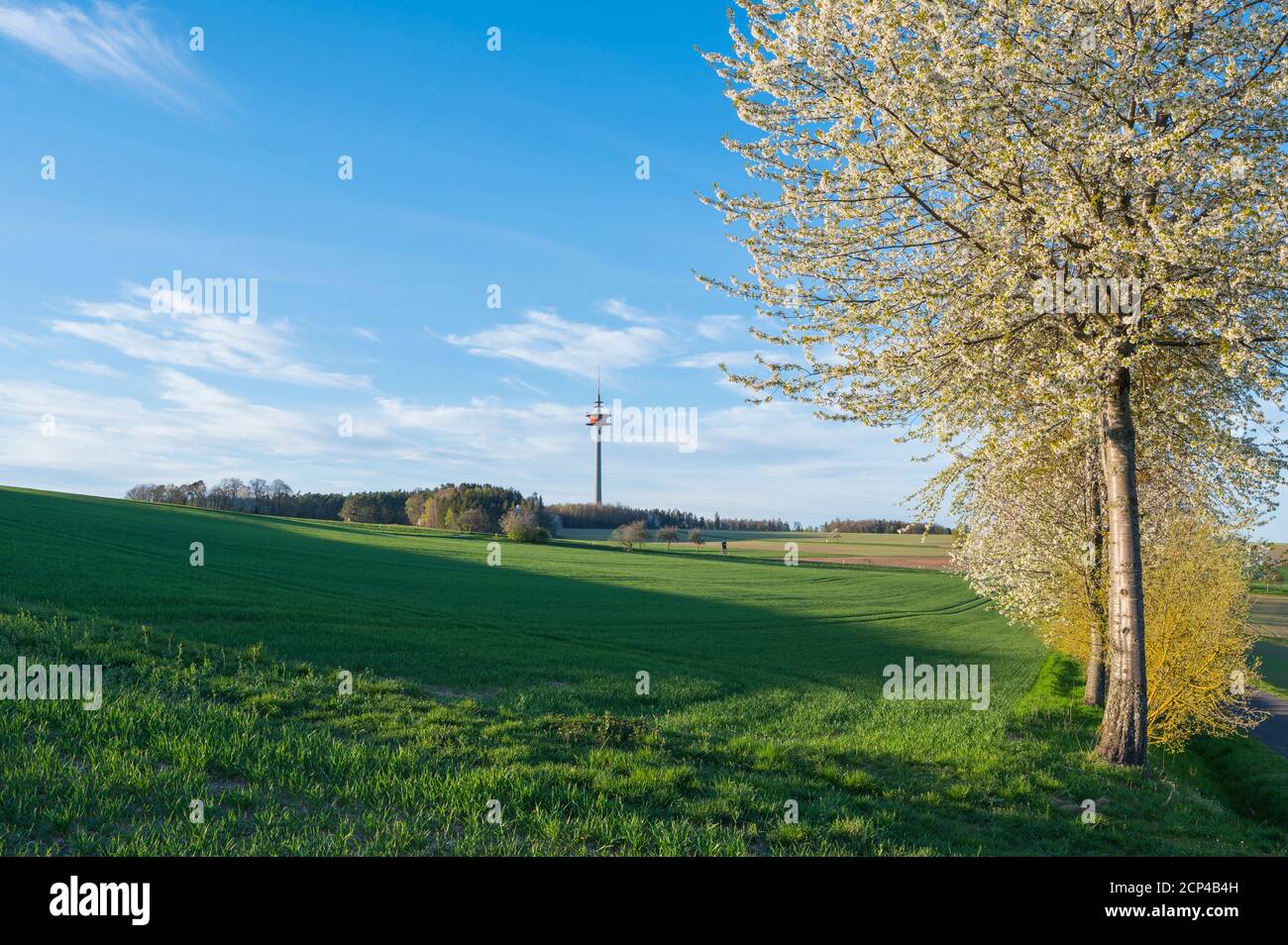 Cherry tree, blossom, transmitter mast, evening, spring, Wenschdorf ...