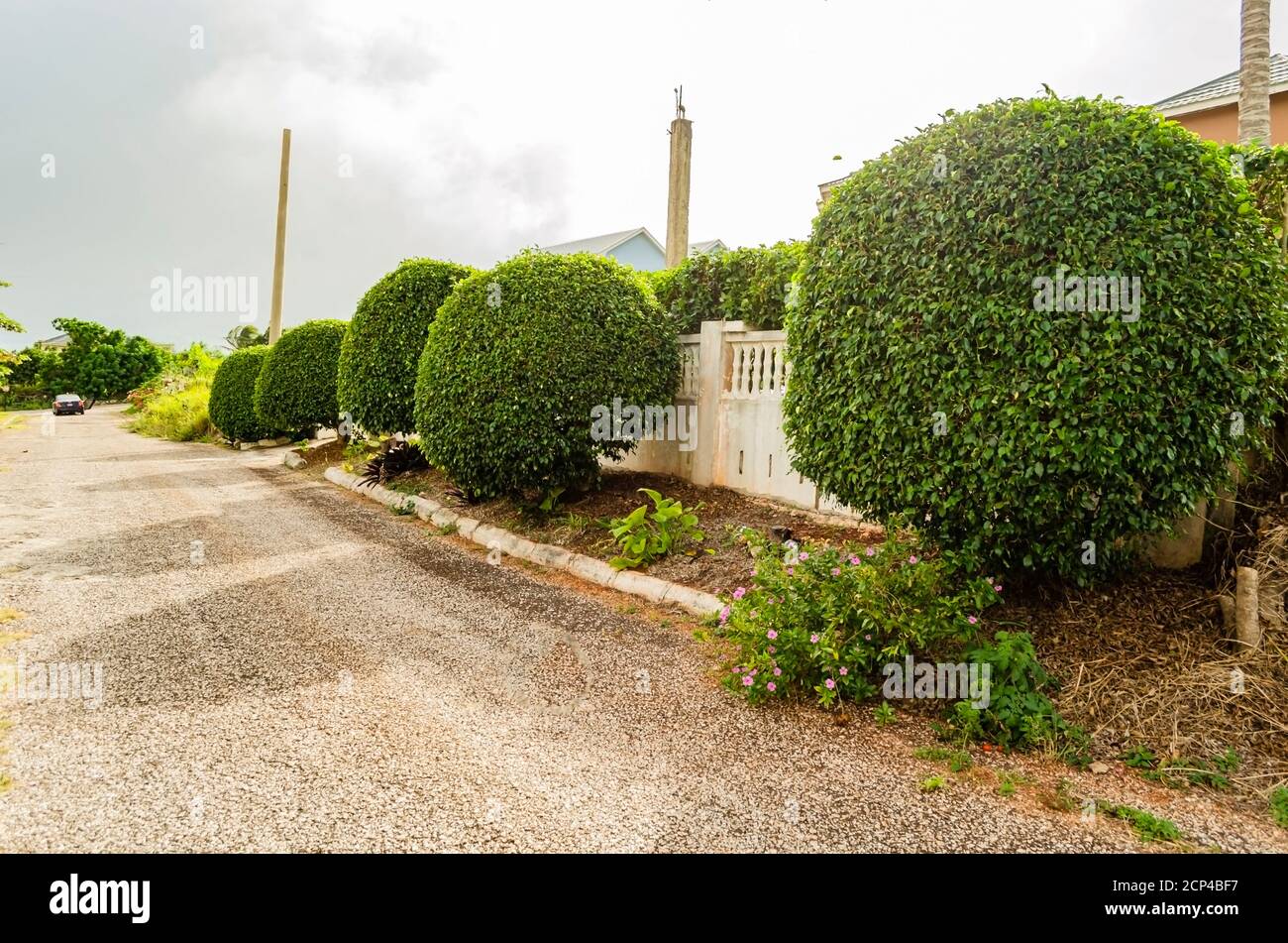 Ornamental Trees Alongside The Road Stock Photo - Alamy