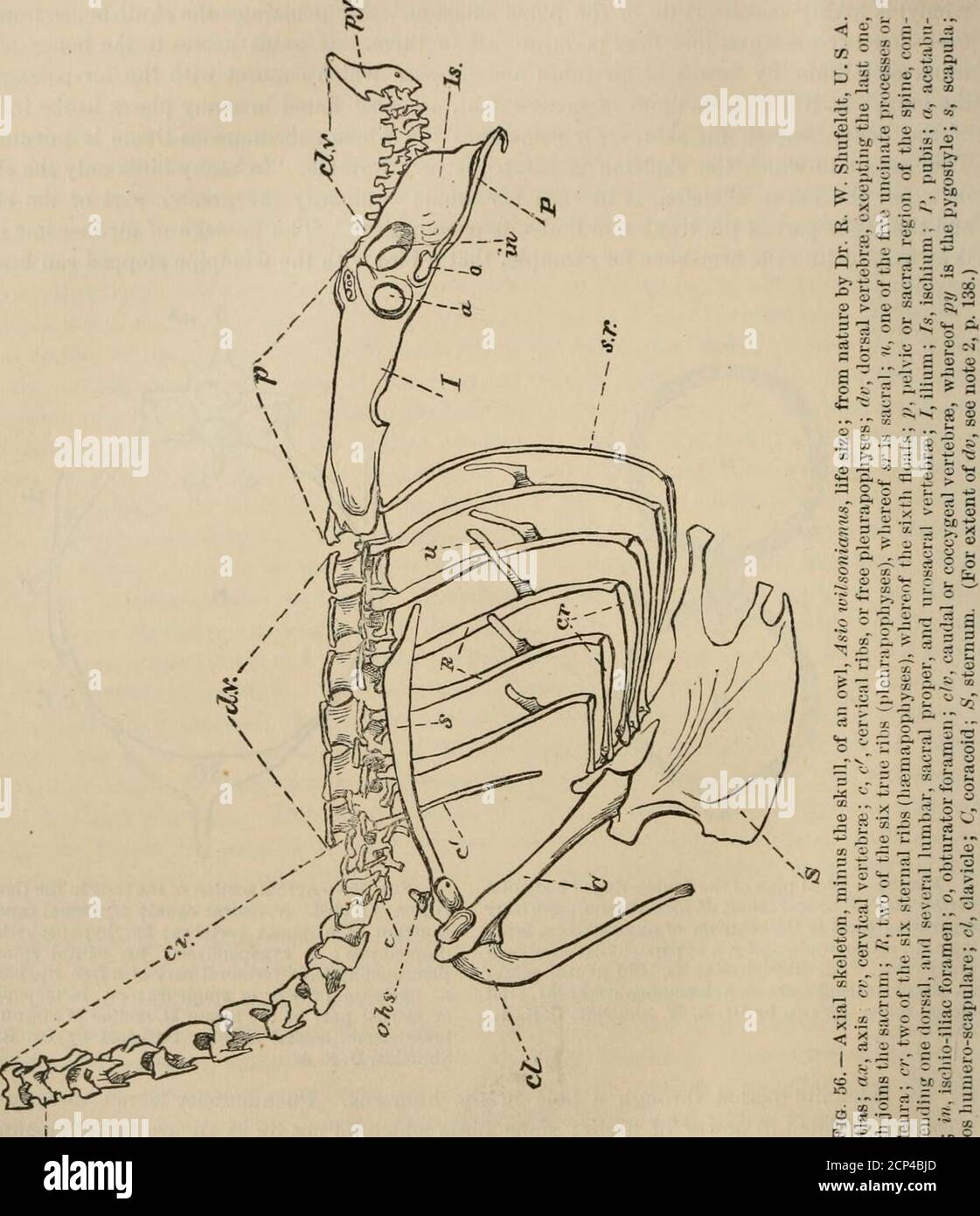 . Key to North American birds. Containing a concise account of every ...