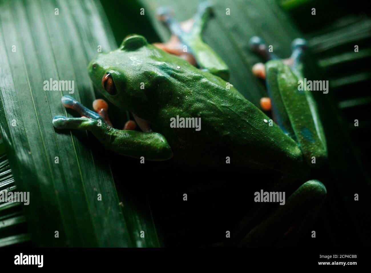 Agalychnis annae hi-res stock photography and images - Alamy