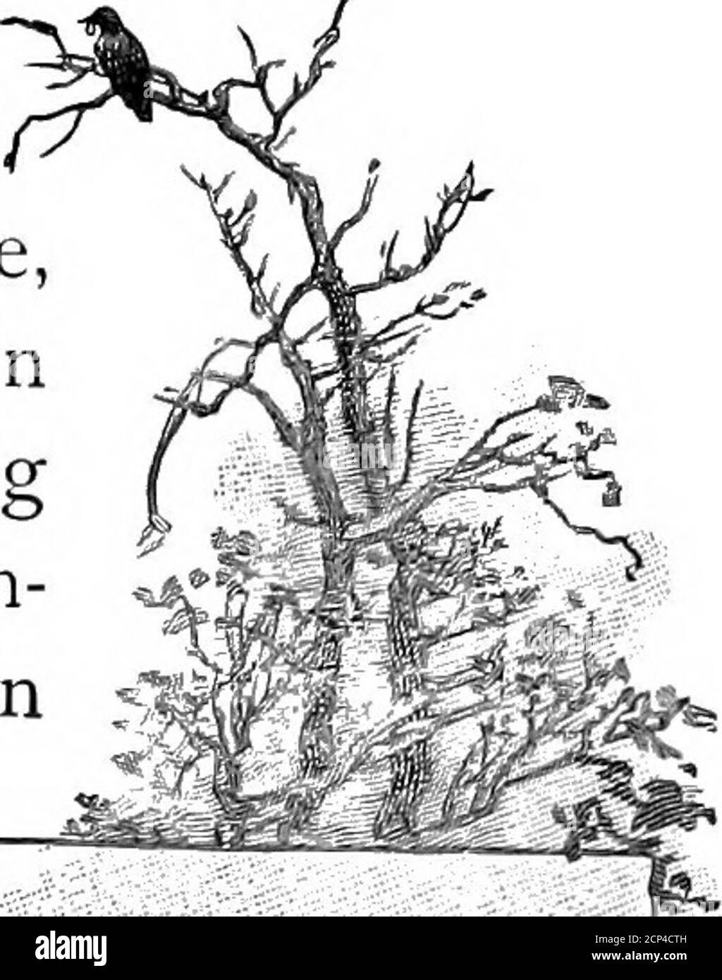 Dropped wing Black and White Stock Photos & Images - Alamy