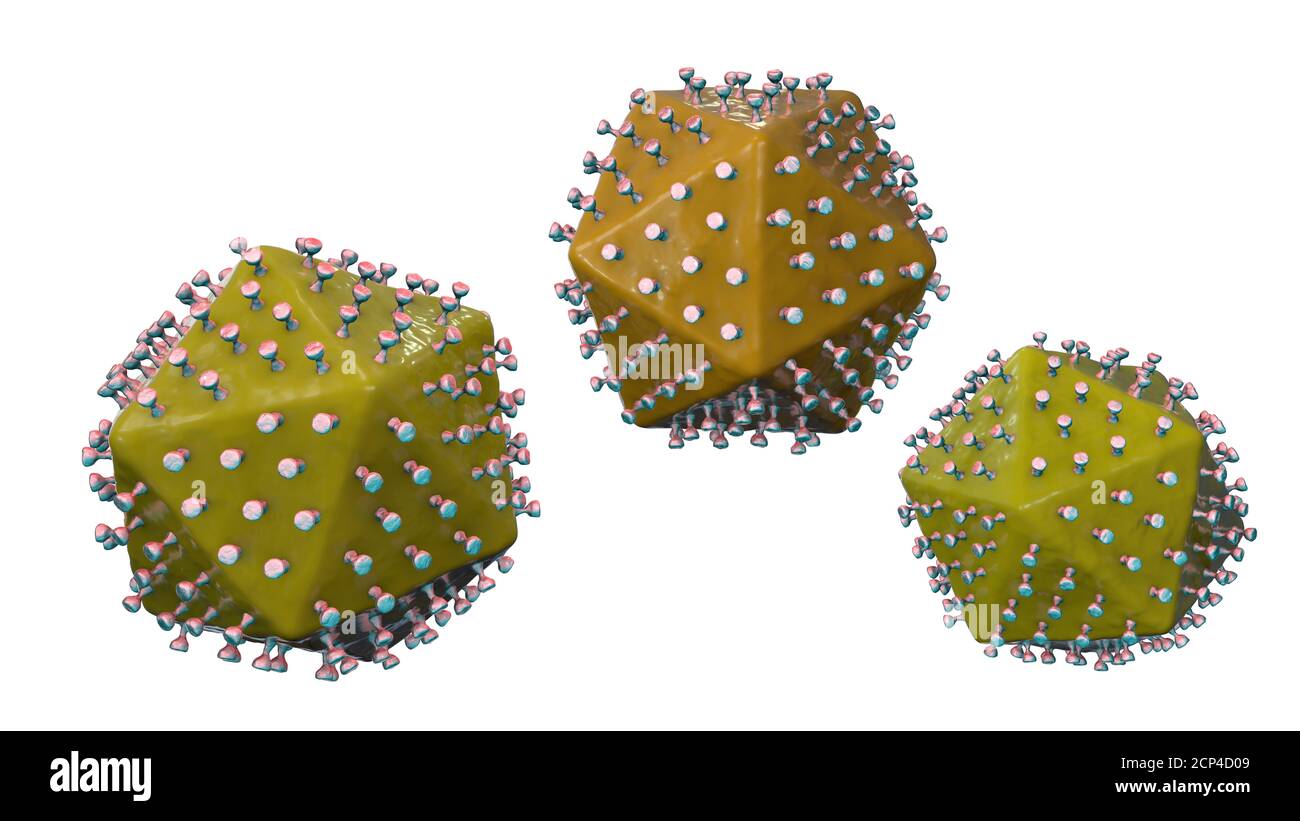 African swine fever virus, illustration. This virus is a member of the ...