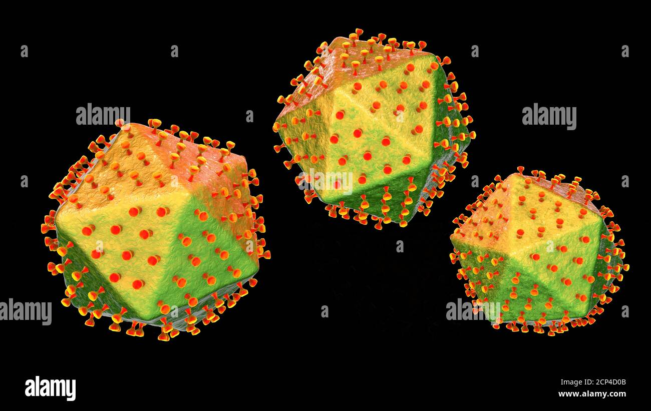 African swine fever virus, illustration. This virus is a member of the ...