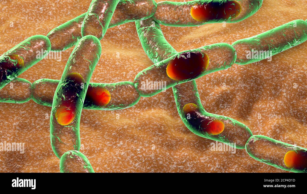Anthrax bacteria, computer illustration. Anthrax bacteria (Bacillus ...
