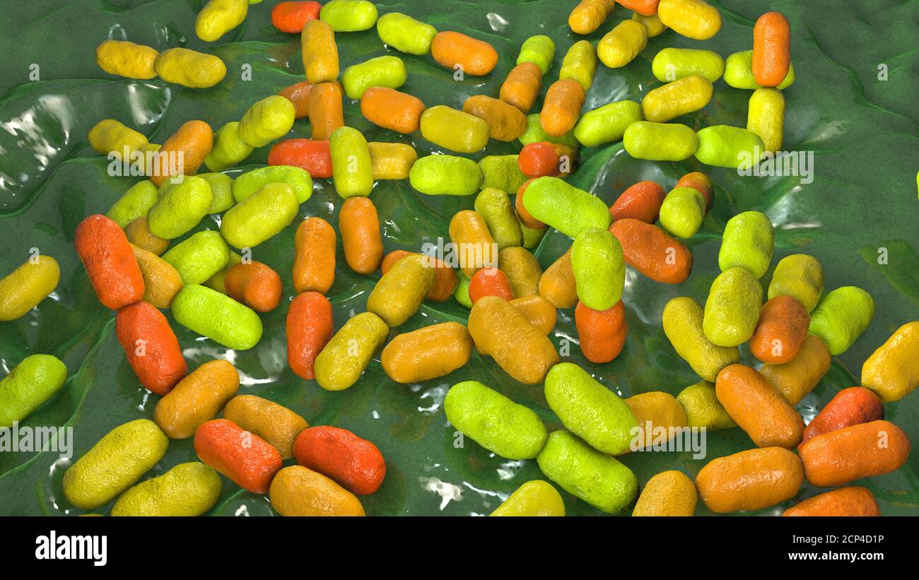 Kingella kingae bacteria, computer illustration. K. kingae is a Gram ...