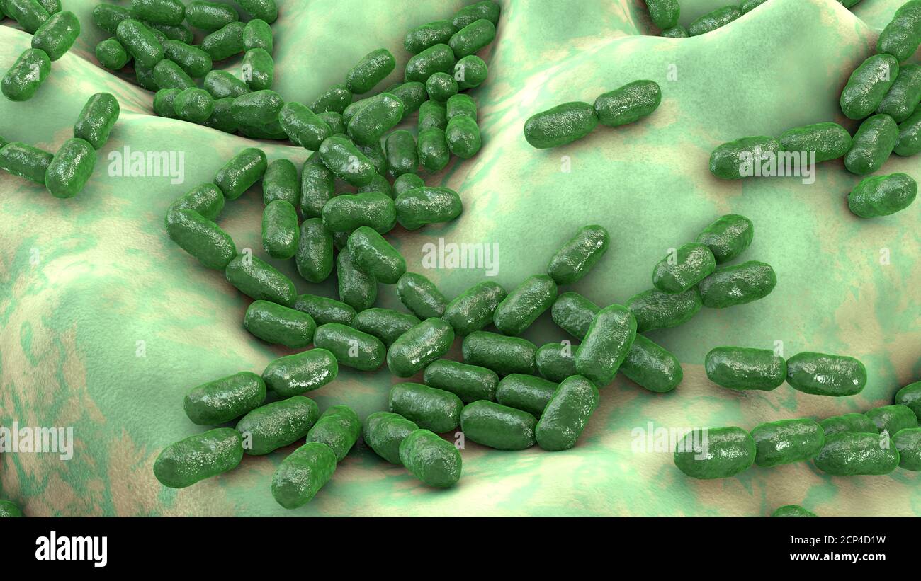 Kingella kingae bacteria, computer illustration. K. kingae is a Gram ...