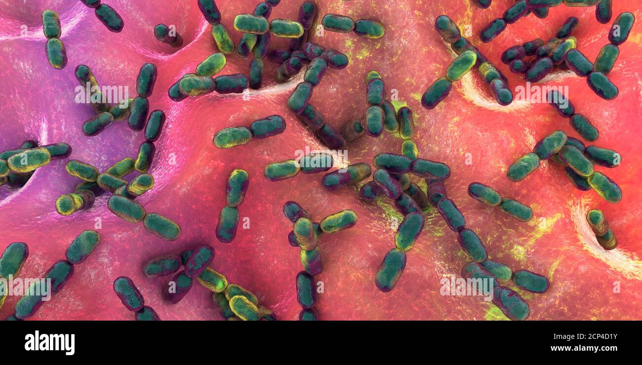 Kingella kingae bacteria, computer illustration. K. kingae is a Gram ...