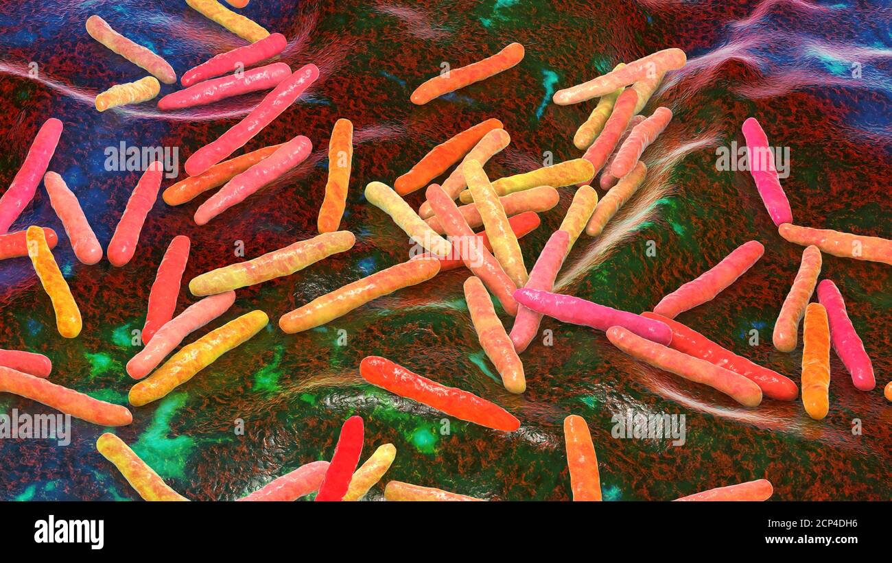 Tuberculosis bacteria. Computer illustration of Mycobacterium tuberculosis bacteria, the Gram ...