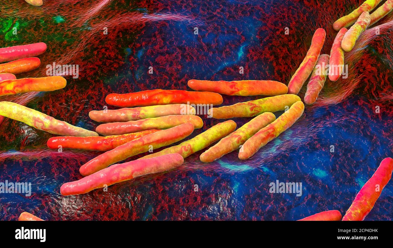 Tuberculosis bacteria. Computer illustration of Mycobacterium tuberculosis bacteria, the Gram ...