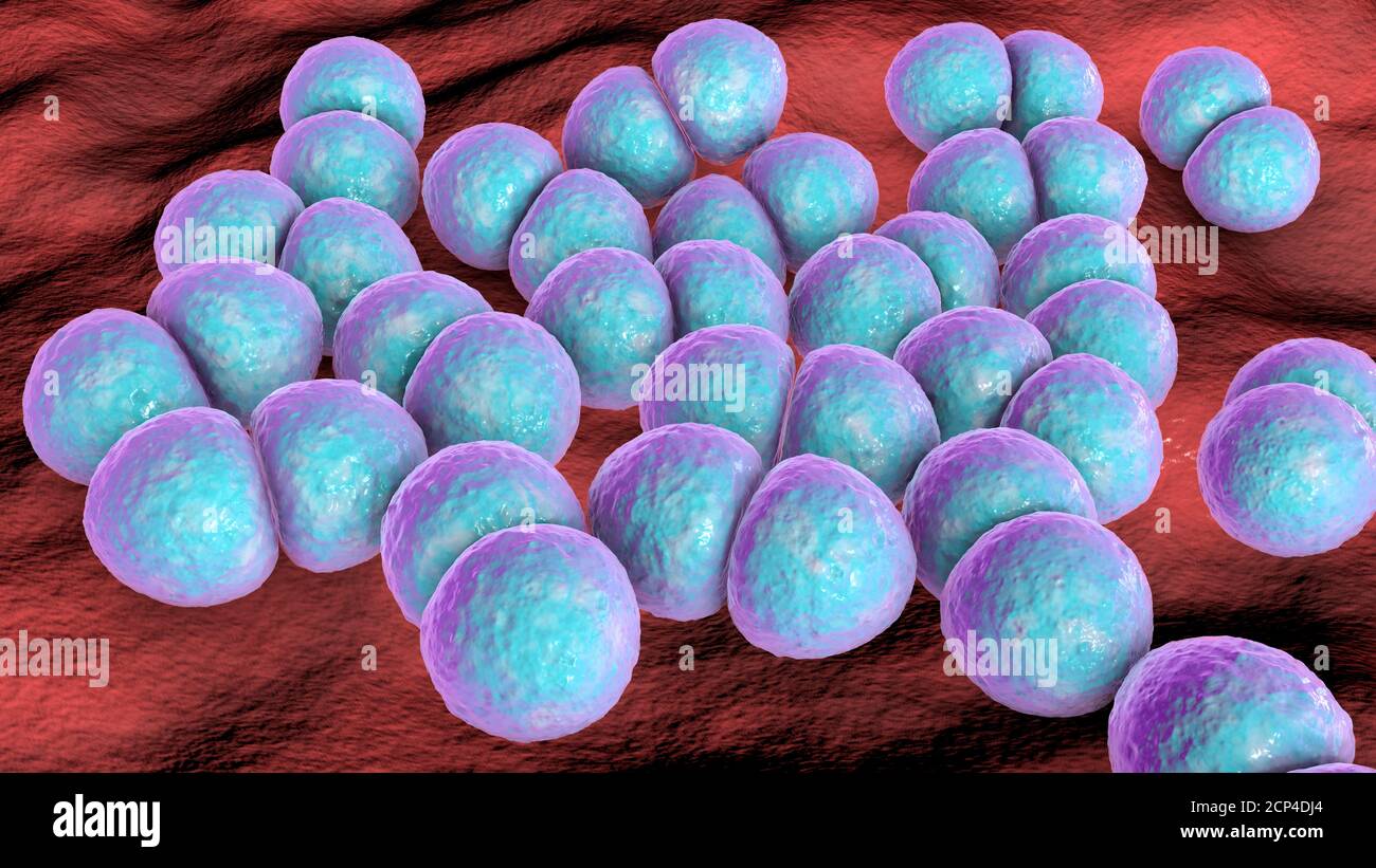 Streptococcus pneumoniae bacteria (pneumococci), computer illustration ...