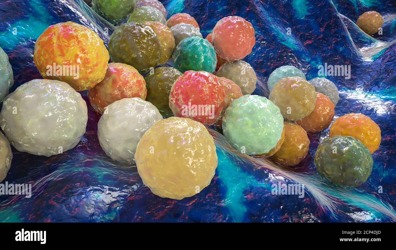 Computer illustration of staphylococci bacteria (Staphylococcus aureus ...