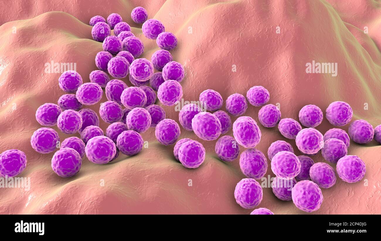 Staphylococci Bacteria High Resolution Stock Photography and Images - Alamy