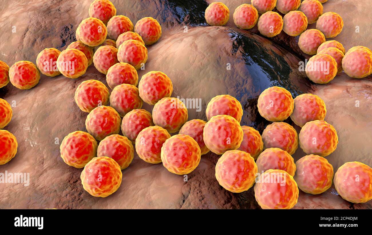 Computer illustration of staphylococci bacteria (Staphylococcus aureus ...