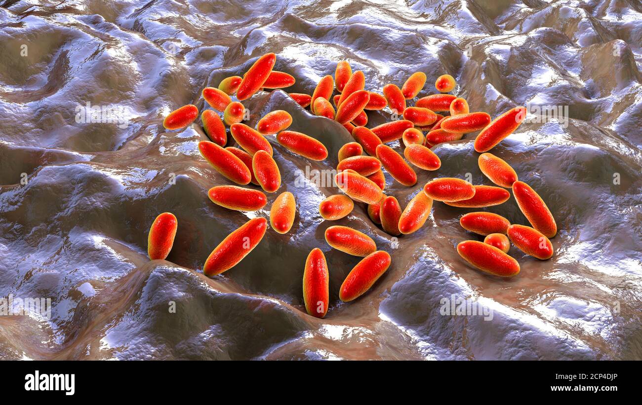 Yersinia pestis bacteria hi-res stock photography and images - Alamy