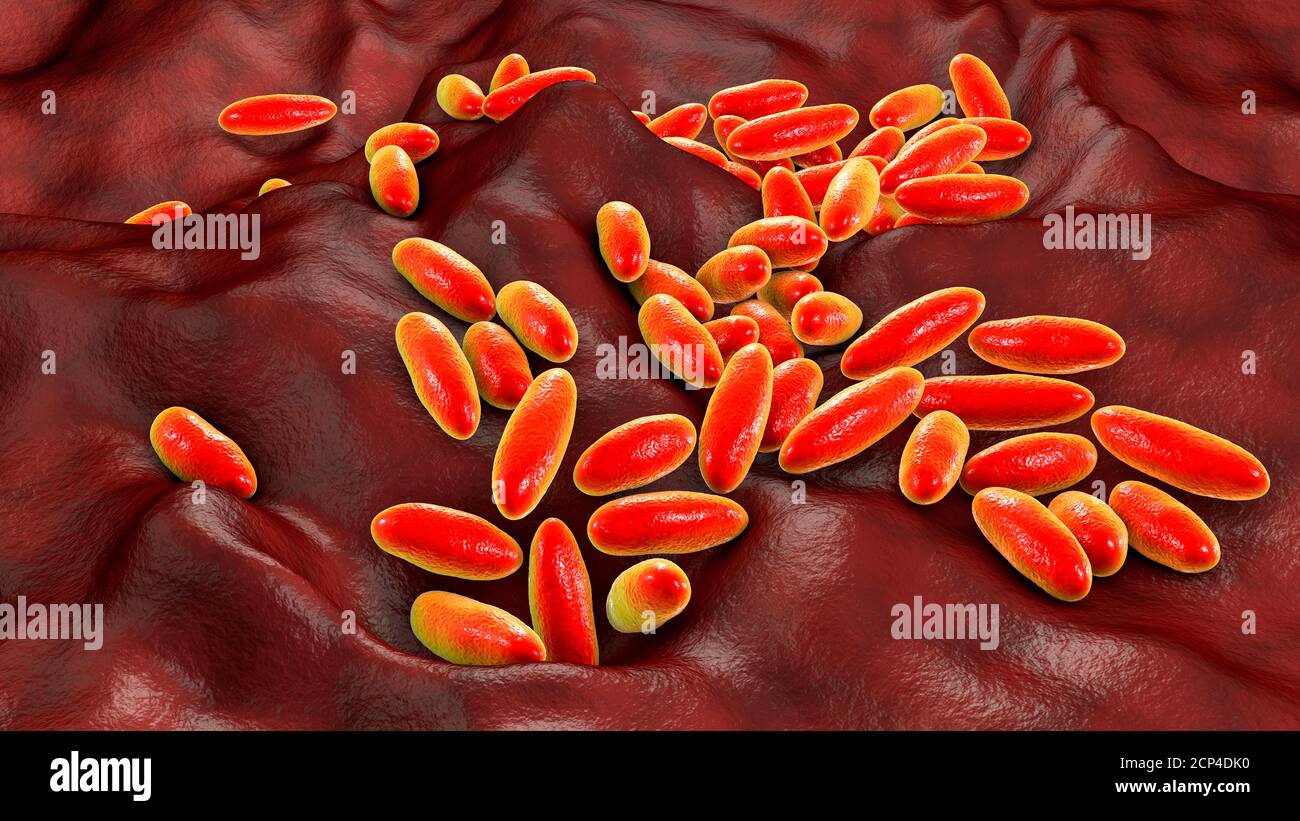 Yersinia Pestis Bacteria High Resolution Stock Photography and Images ...