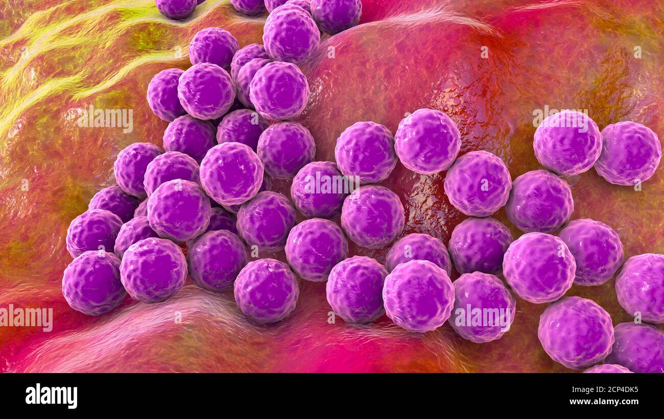 Staphylococci Bacteria High Resolution Stock Photography and Images - Alamy