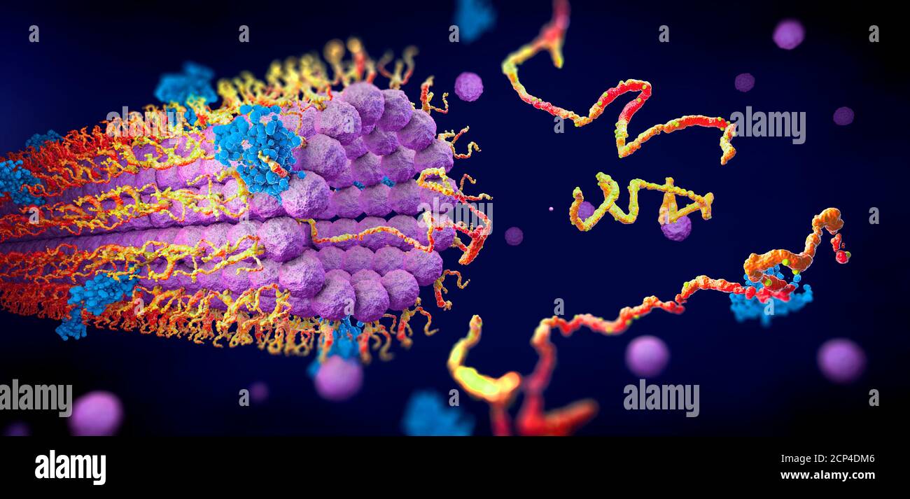 Proteins folding into their three dimensional structure, illustration ... Proteins folding into their three dimensional structure, illustration ...