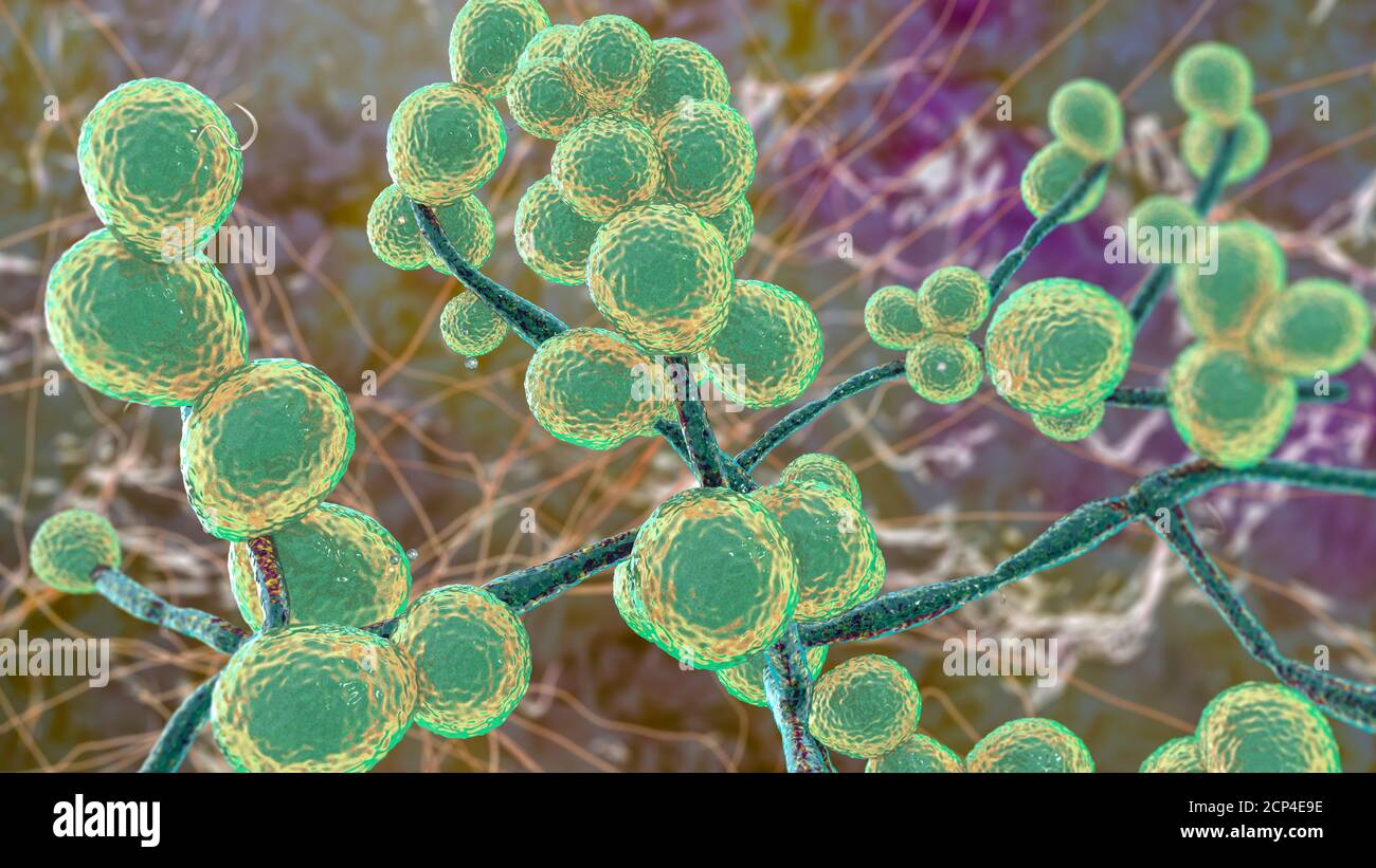 Computer illustration of Candida fungi (yeast). The most common ... Computer illustration of Candida fungi (yeast). The most common ...