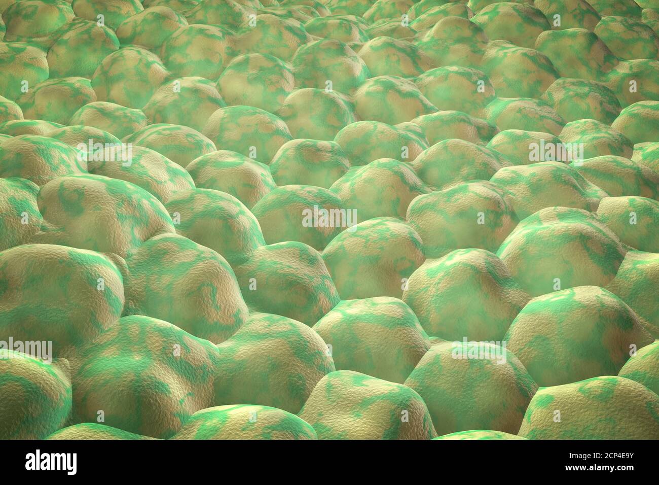 Layer of cells, computer illustration Stock Photo - Alamy