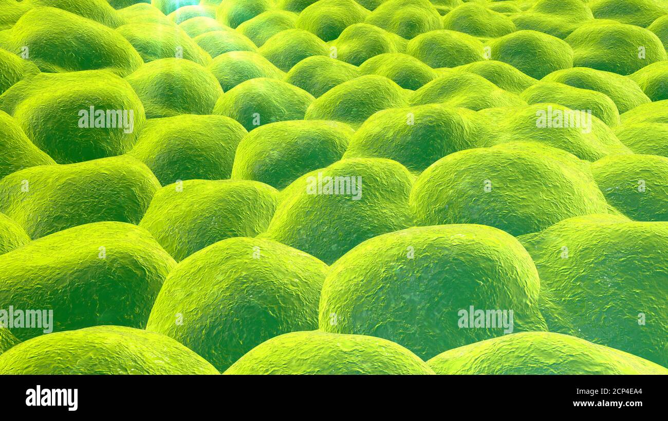 Layer of cells, computer illustration Stock Photo - Alamy