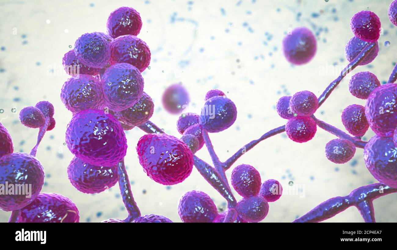 Computer illustration of Candida fungi (yeast). The most common ... Computer illustration of Candida fungi (yeast). The most common ...