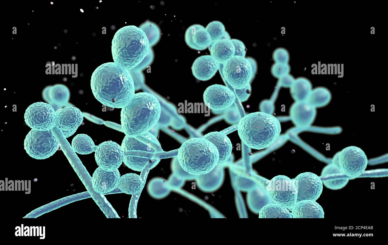 Computer illustration of Candida fungi (yeast). The most common ... Computer illustration of Candida fungi (yeast). The most common ...