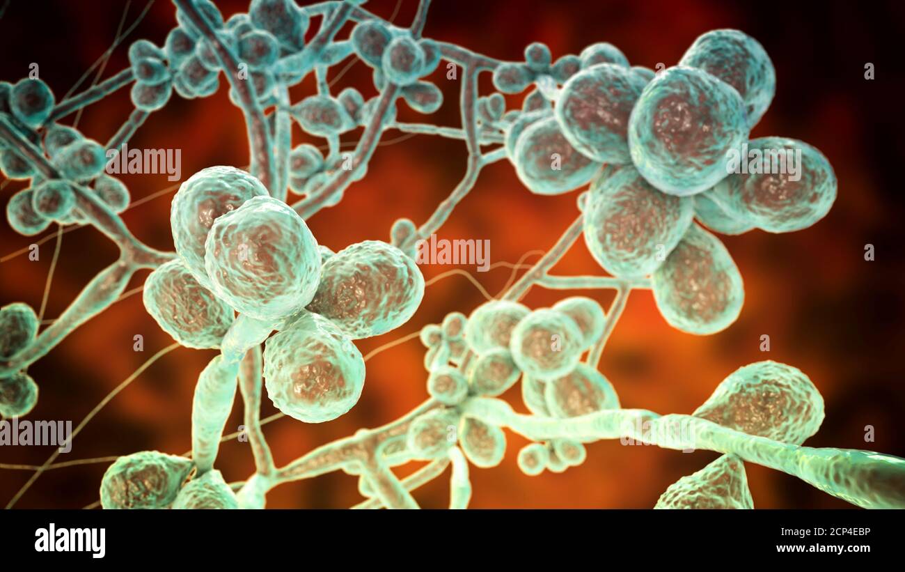 Fungus Sporothrix schenckii, causative agent of the infection ...