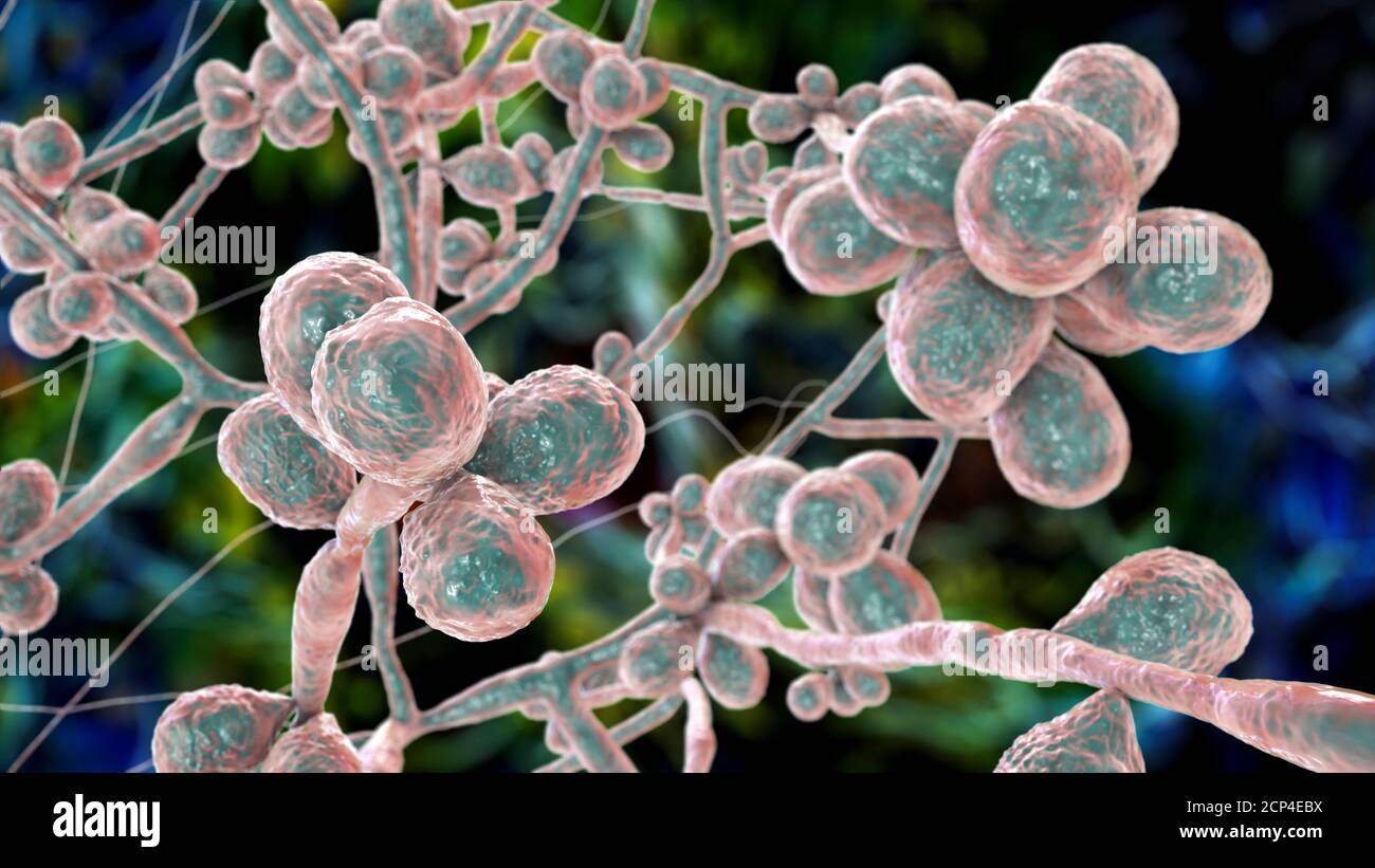 Sporothrix Schenckii