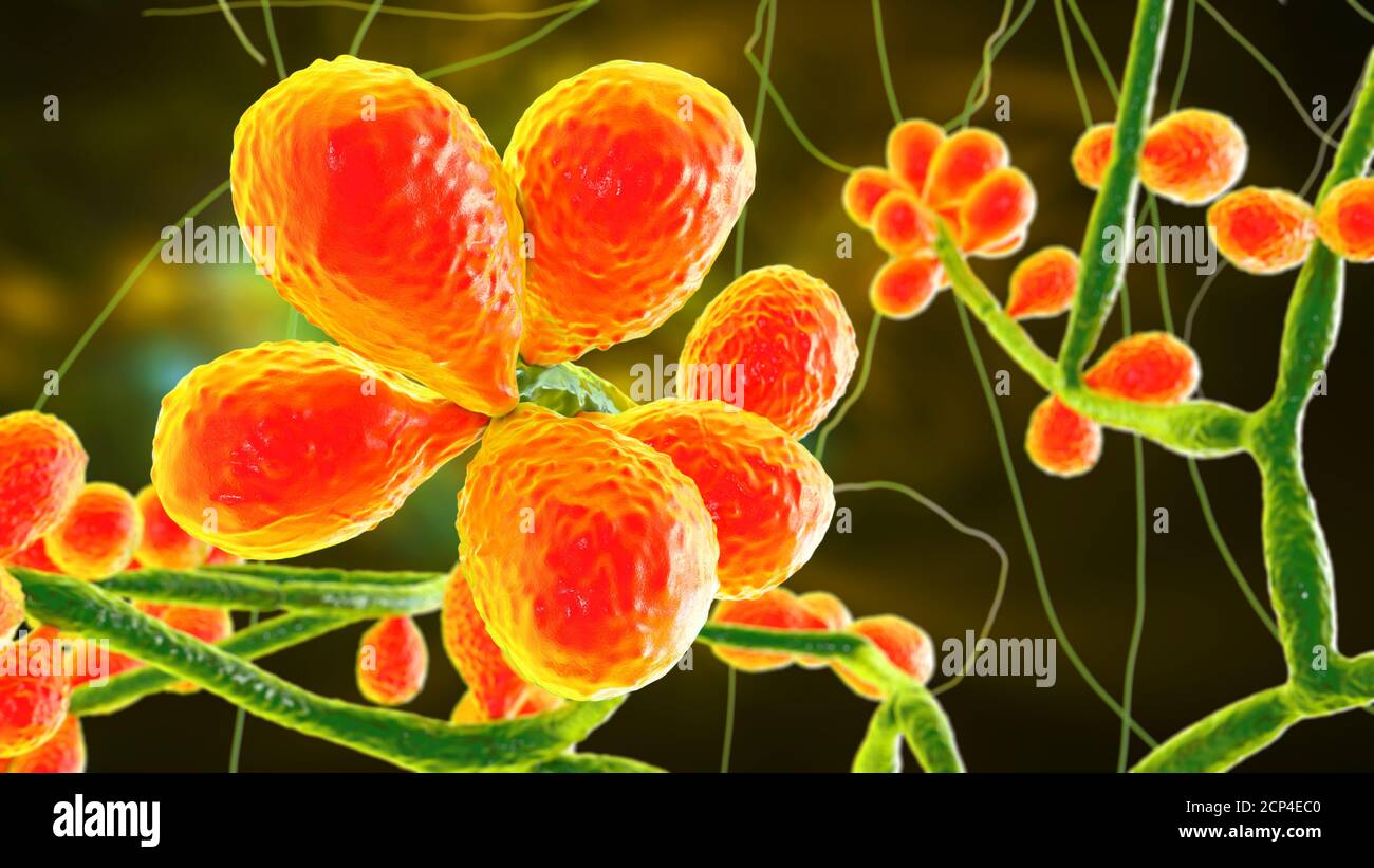 Fungus Sporothrix schenckii, causative agent of the infection ...