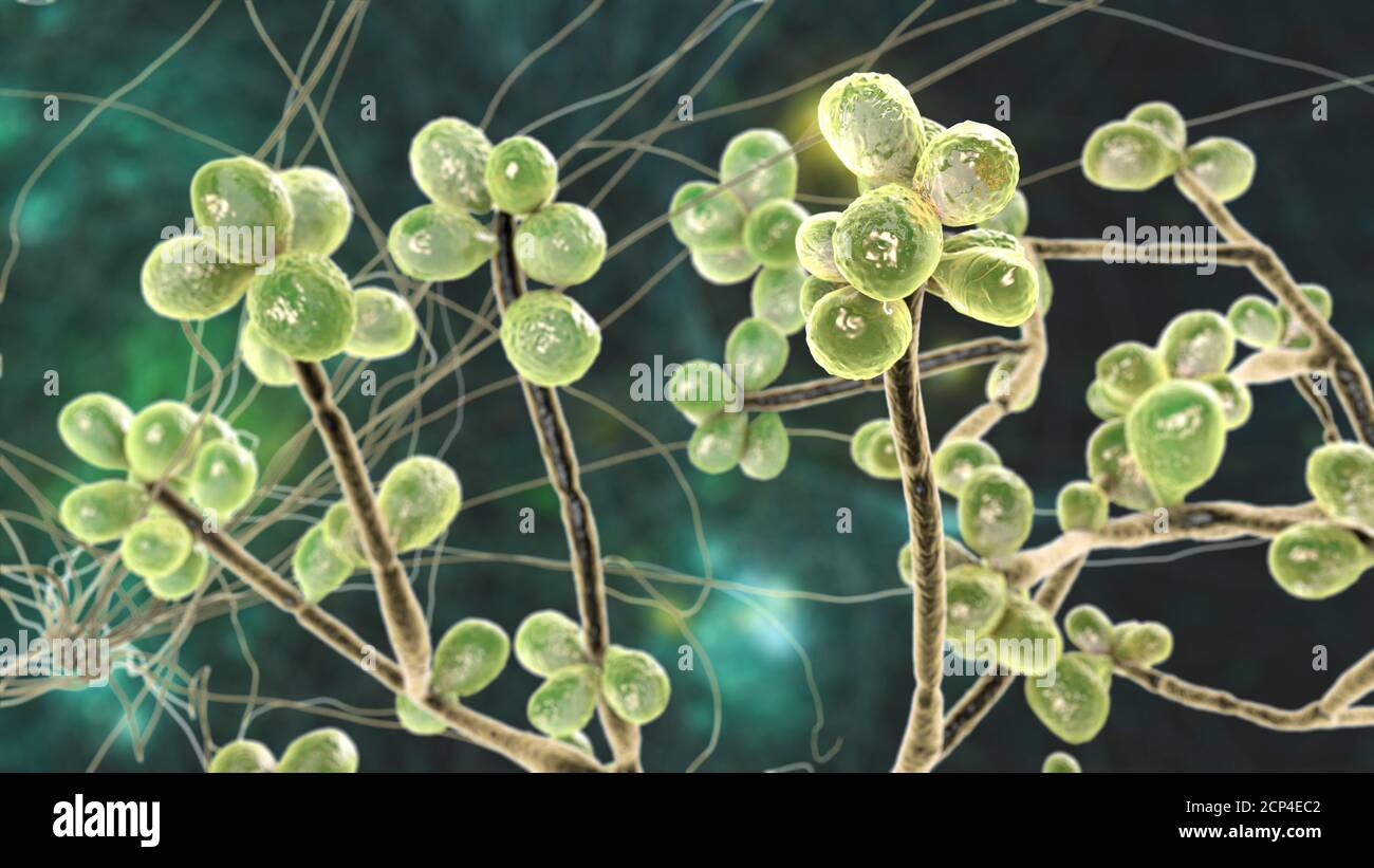 Fungus Sporothrix schenckii, causative agent of the infection ...