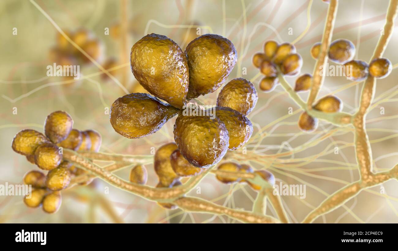 Fungus Sporothrix schenckii, causative agent of the infection ...