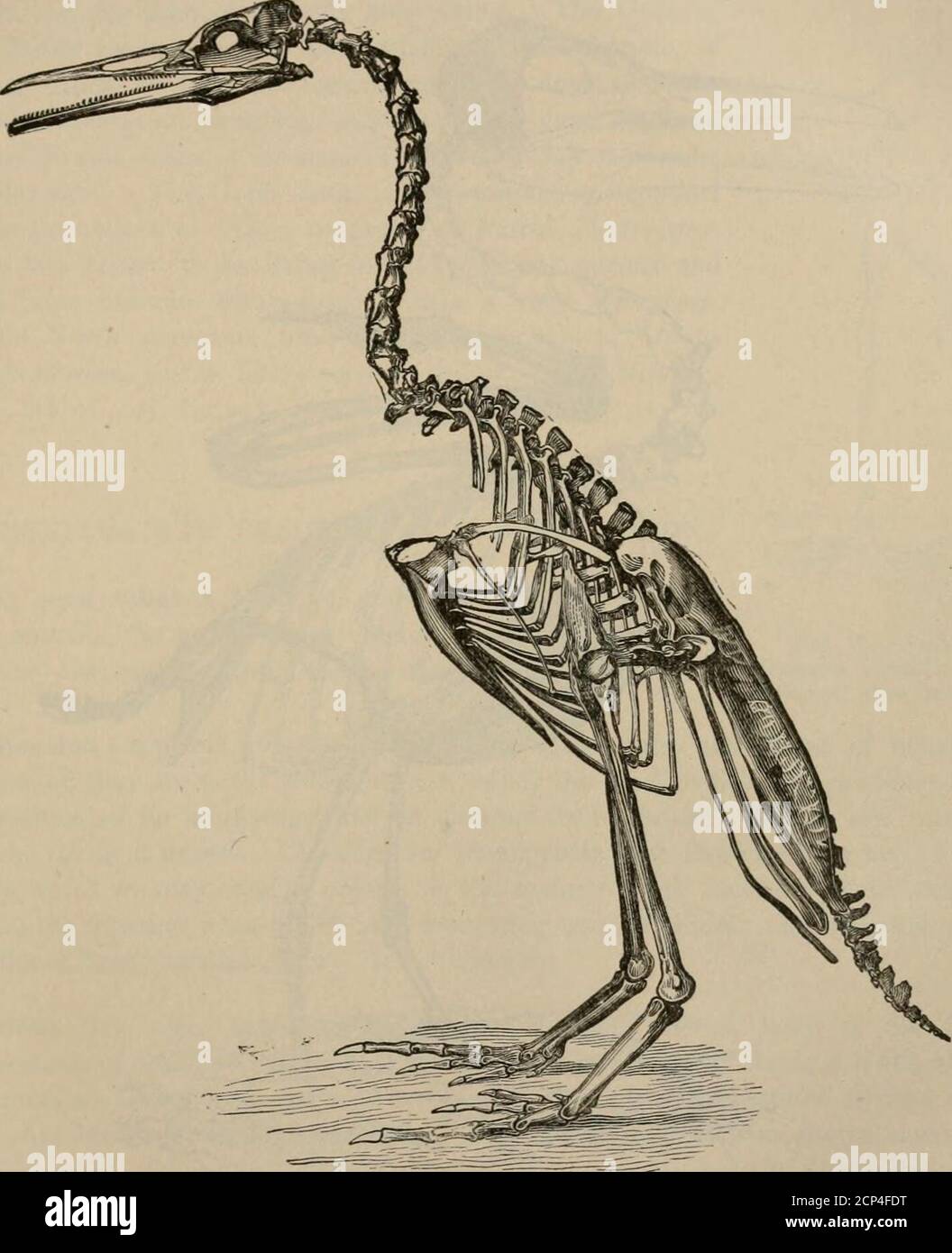 . Key to North American birds. Containing a concise account of every ...