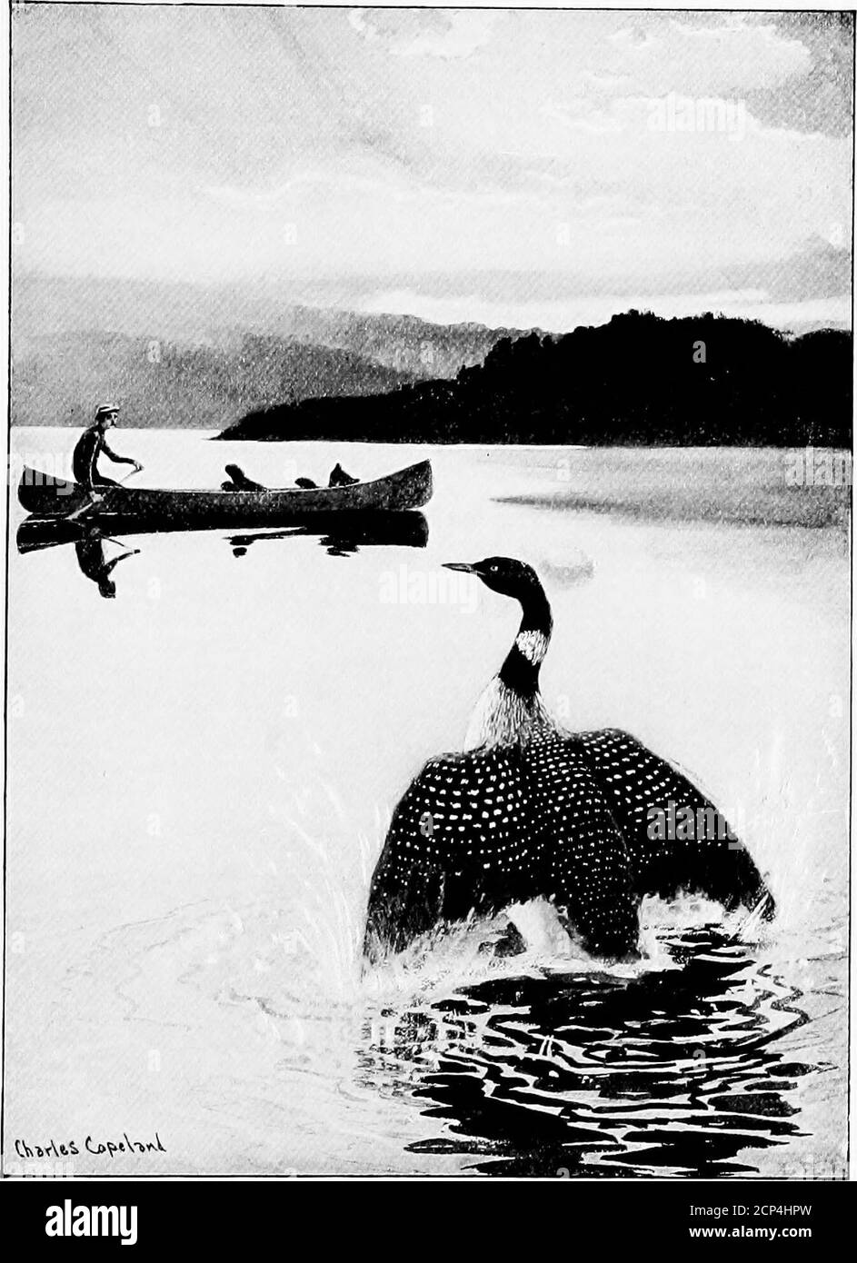 Big loon Cut Out Stock Images & Pictures - Alamy