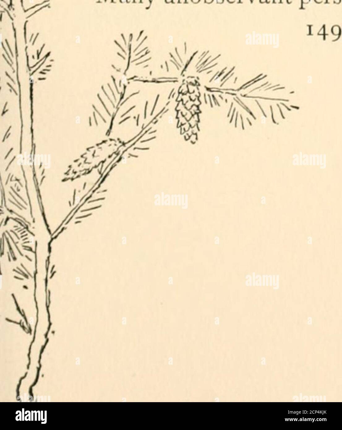 Big five drawings hi-res stock photography and images - Alamy