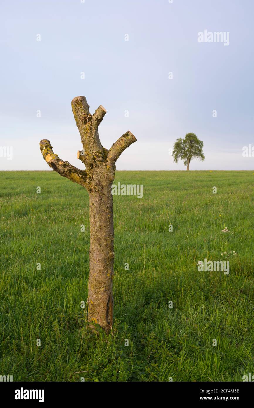 Apple tree cut hi-res stock photography and images - Alamy