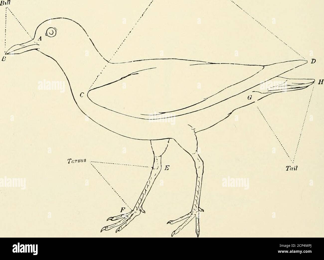 Pintailduck hi-res stock photography and images - Alamy