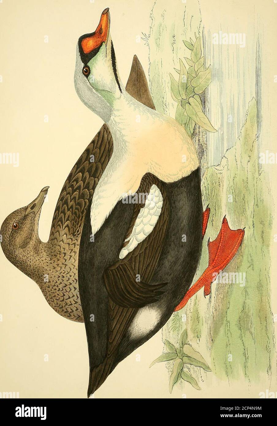 . British game birds and wildfowl . g a rich speculum, the terminal ...