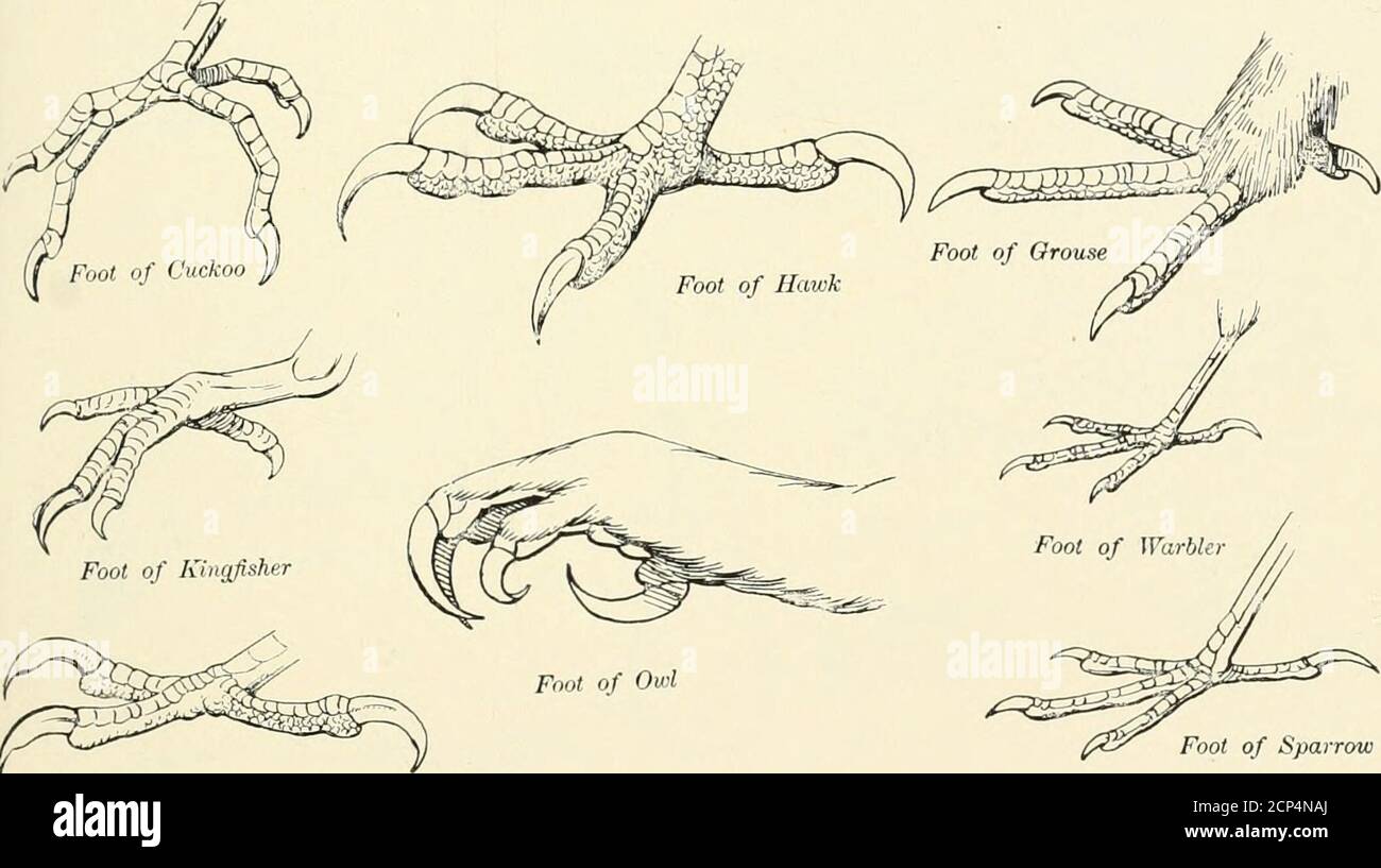 . The birds of Illinois and Wisconsin . er Birds. Ja.. 1909. Birds of ...