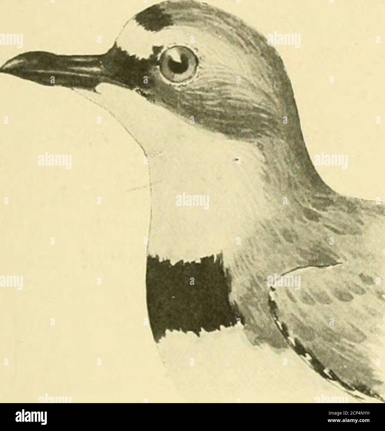 . Hunting and fishing in Florida : including a key to the water birds ...