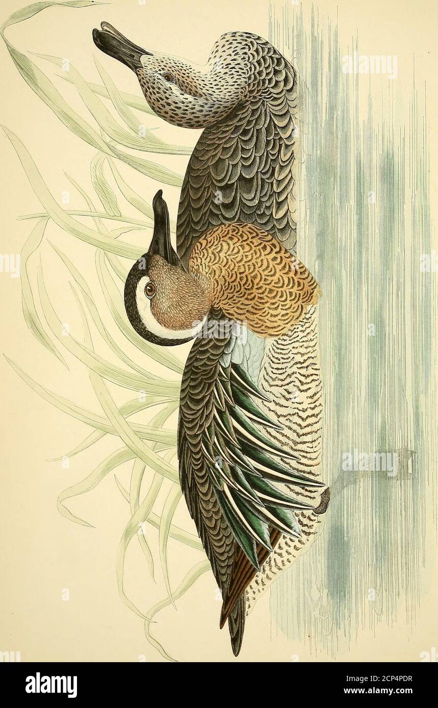 . British game birds and wildfowl . il of eighteen feathers; the four ...