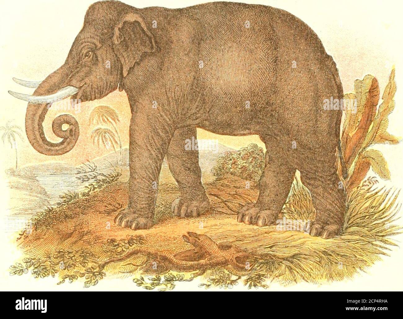 Mangling hi-res stock photography and images - Alamy