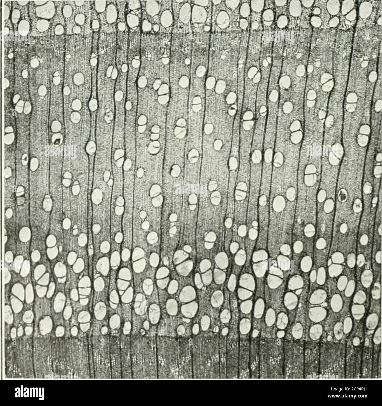 . Guidebook for the identification of woods used for ties and timbers ...