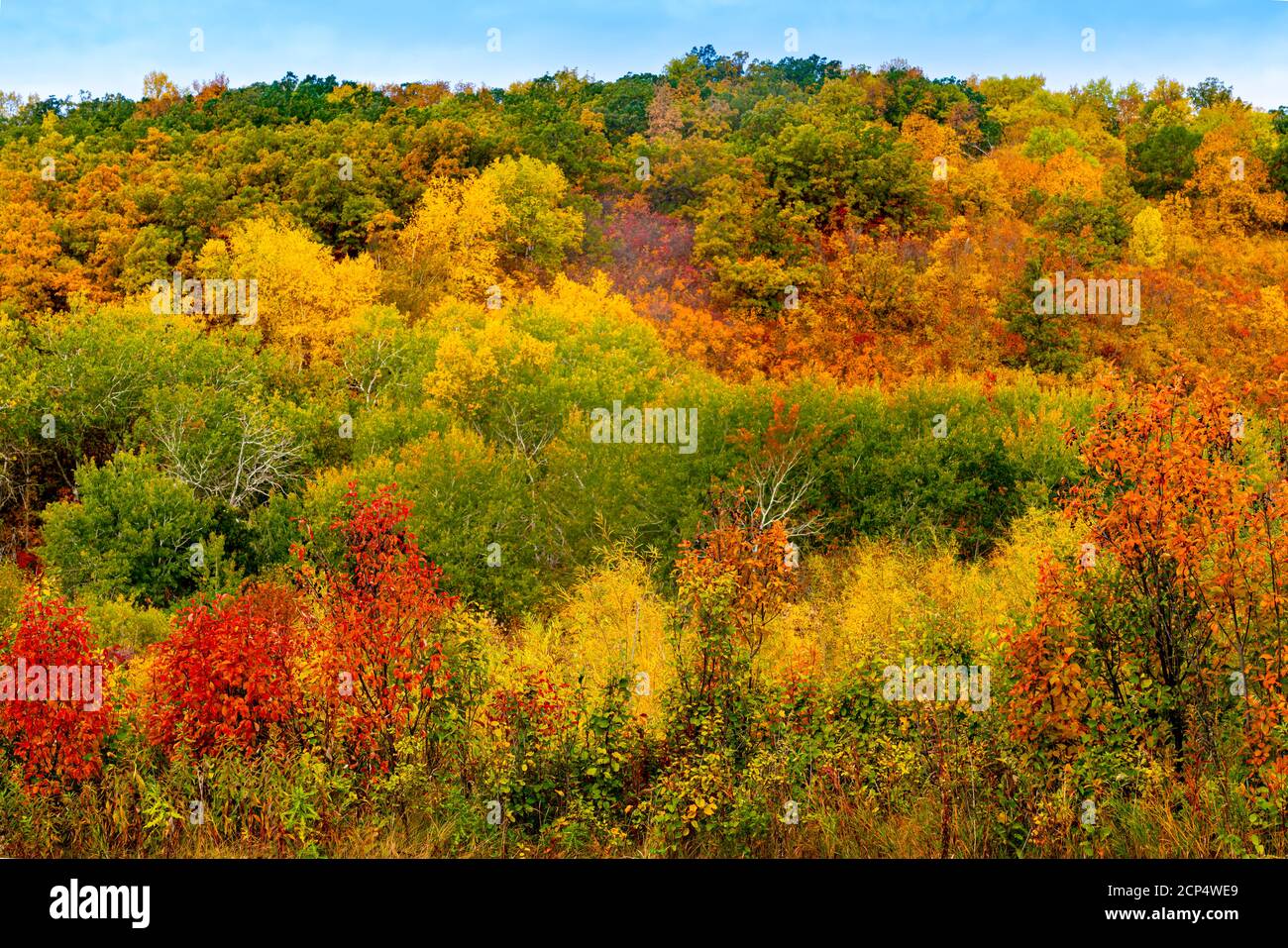 Fall foliage color in the La Riviere Valley, Manitoba, Canada Stock ...