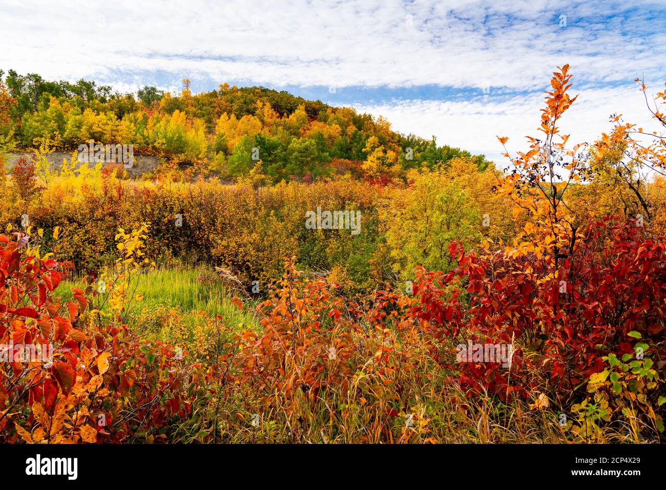Fall foliage color in the La Riviere Valley, Manitoba, Canada Stock ...