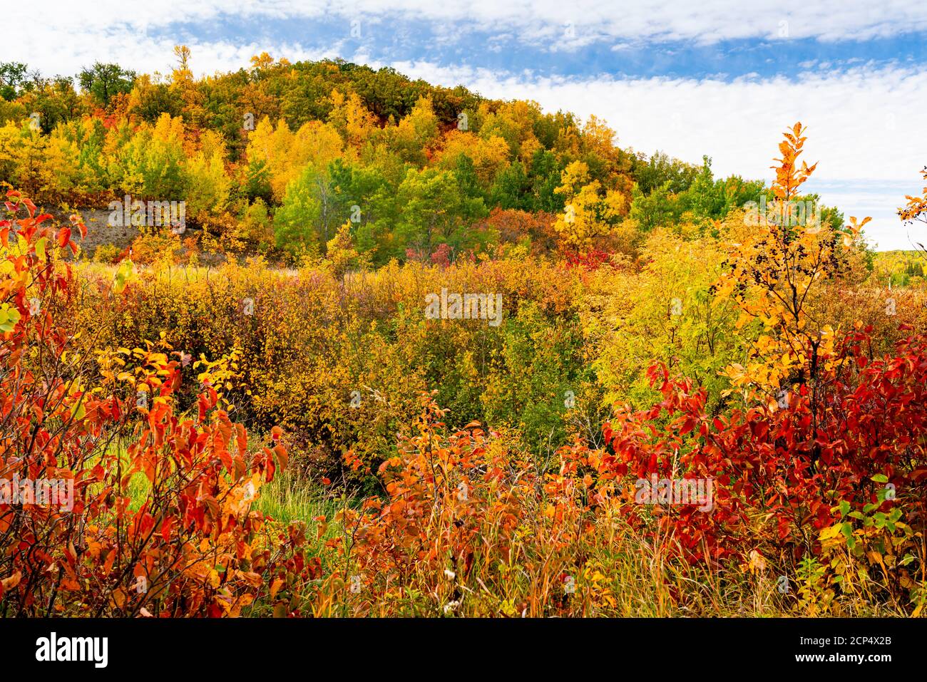Fall foliage color in the La Riviere Valley, Manitoba, Canada Stock ...