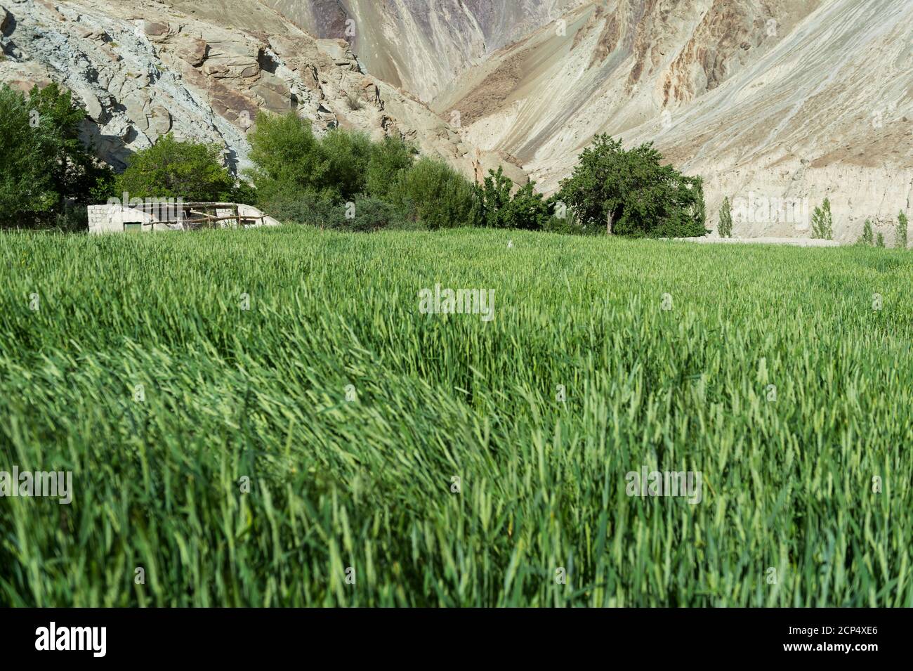 Hemis national park india hi-res stock photography and images - Alamy