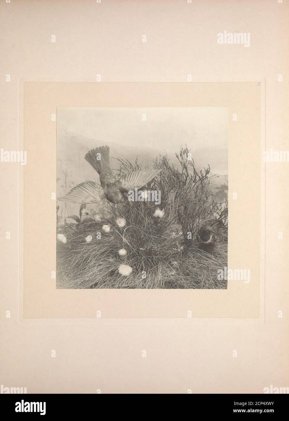 . Twenty-five photographs (printed in platinotype) . The Stonechat ...