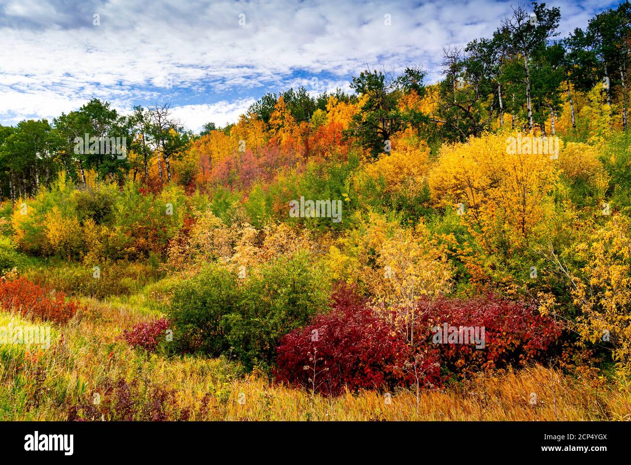 Fall foliage color in the La Riviere Valley, Manitoba, Canada Stock ...