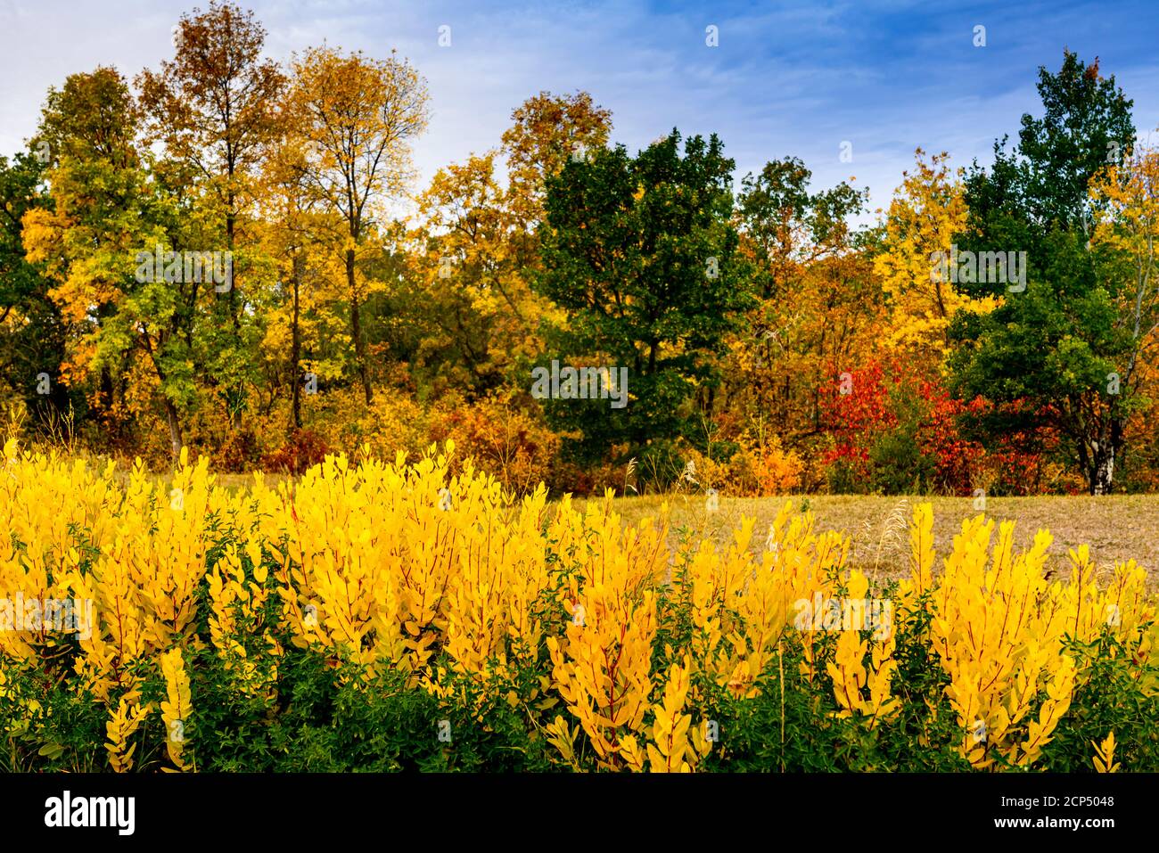 Fall foliage color in the La Riviere Valley, Manitoba, Canada Stock ...